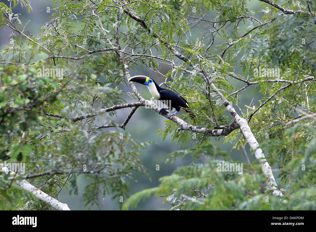 White-throated Toucan, Cuviers Toucan (Ramphastos tucanus), on a tree ...