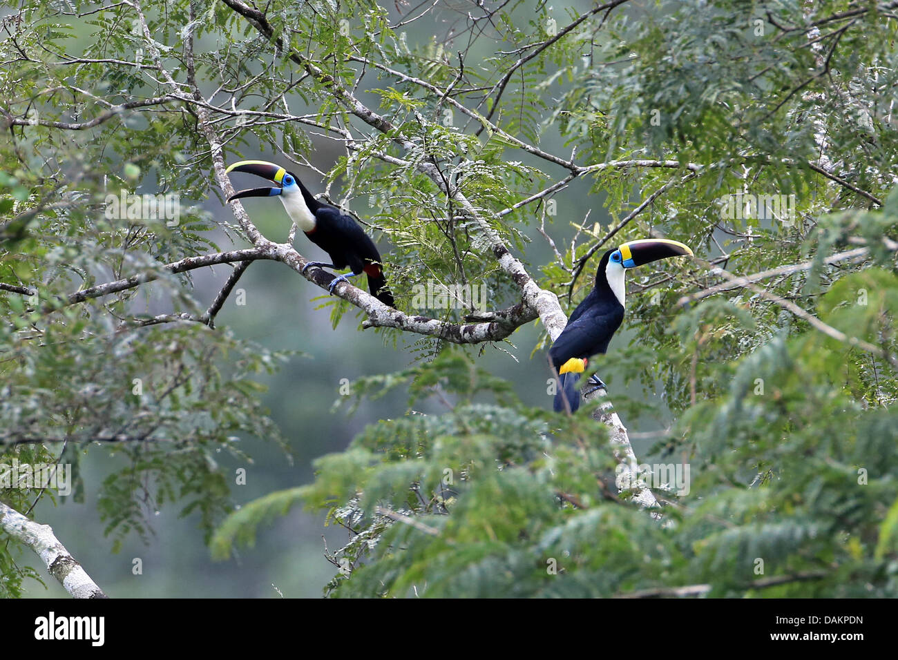White-throated Toucan, Cuviers Toucan (Ramphastos tucanus), two toucans ...