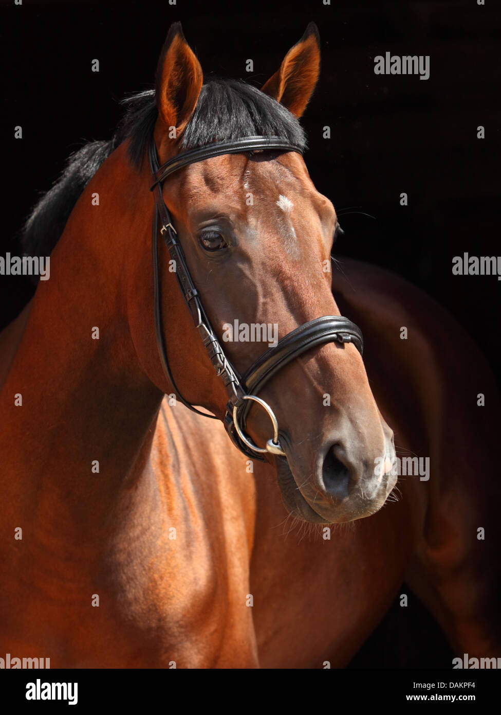 Amazing bay trakehner stallion on black background Stock Photo - Alamy