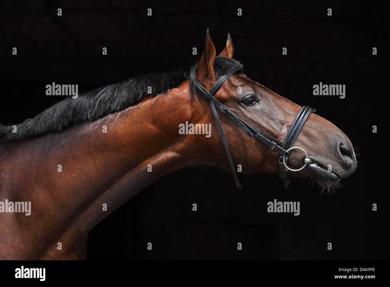 Amazing bay trakehner stallion on black background Stock Photo - Alamy