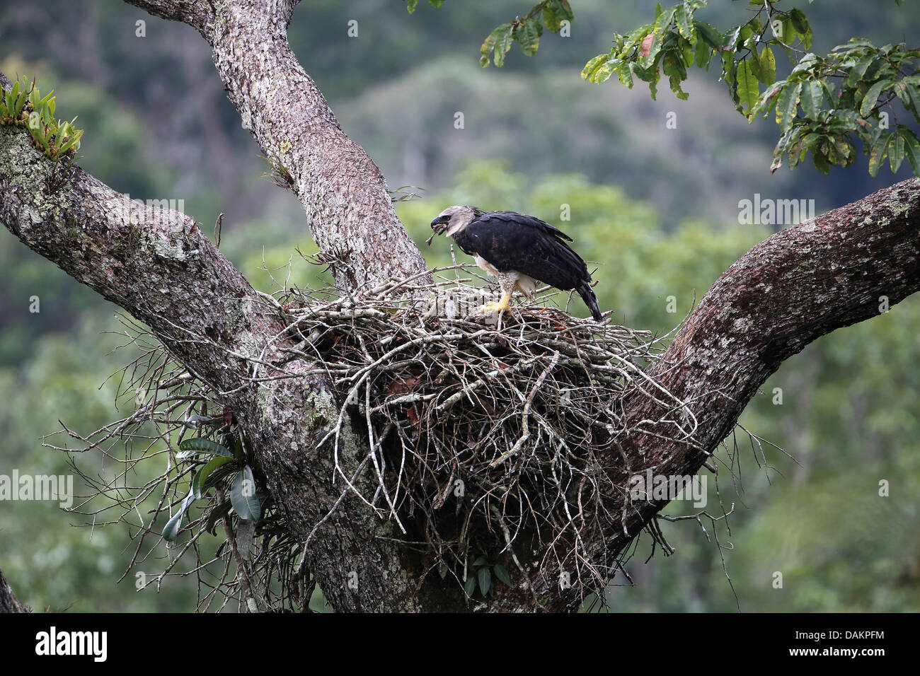 Harpy eagle (Harpia harpyja), female at the aerie with feed in the beak ...