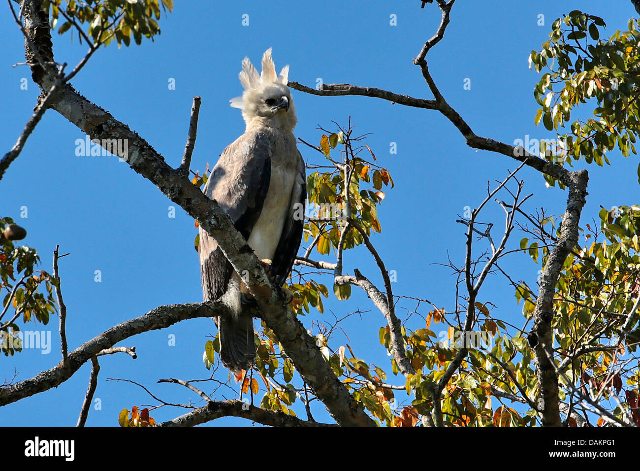 Harpy eagle (Harpia harpyja), immature sitting on a branch, largest ...