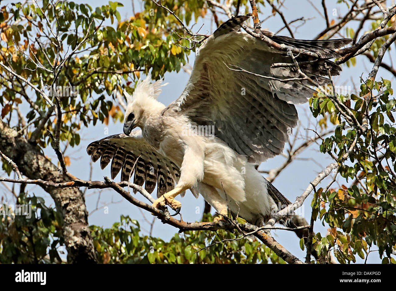 Harpy eagle (Harpia harpyja), immature sitting on a branch and flying ...