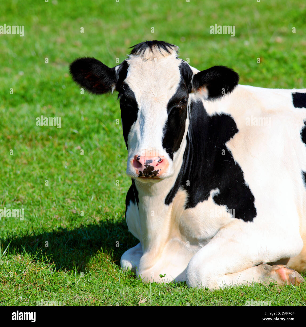 Cow lying down hi-res stock photography and images - Alamy