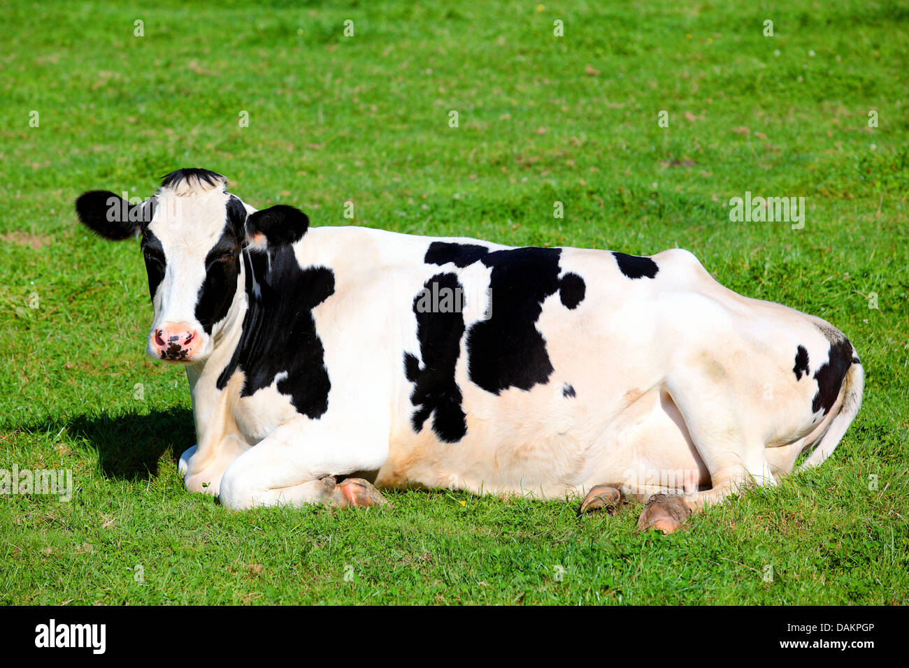 Cow lying down hi-res stock photography and images - Alamy