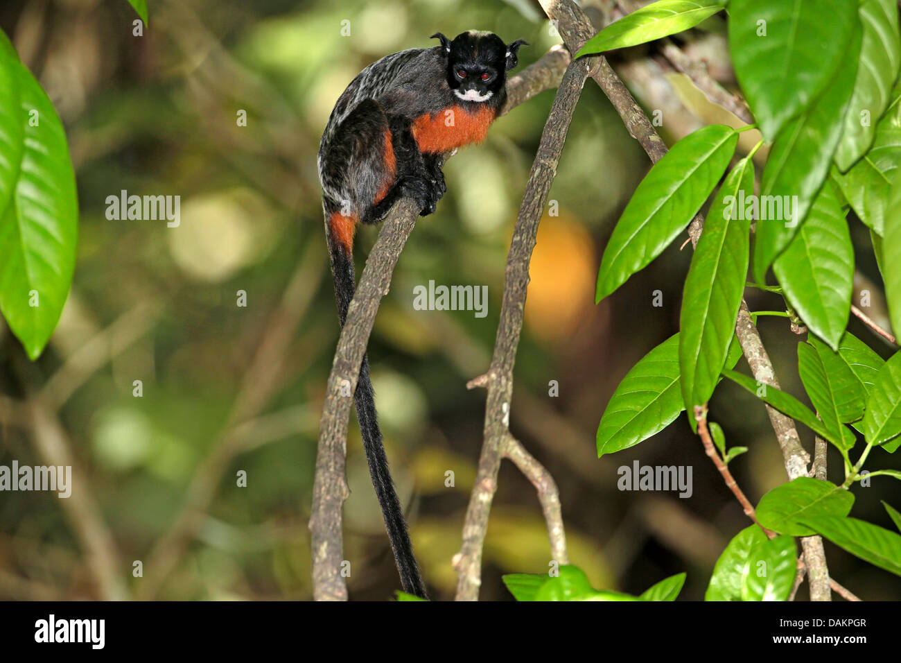 Red-chested mustached Tamarin (Saguinus labiatus), on a branch, Brazil ...