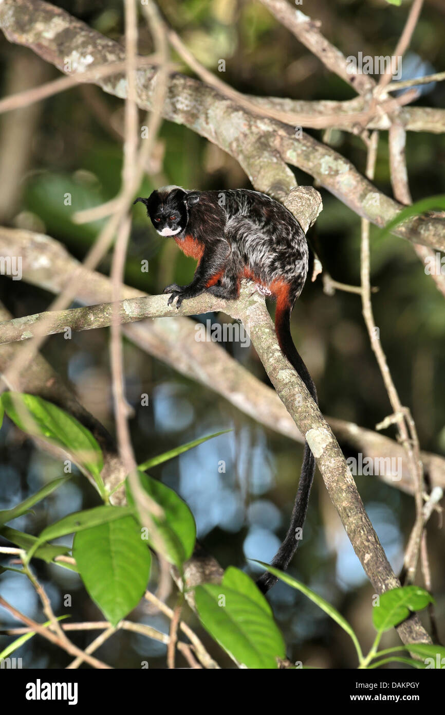Red-chested mustached Tamarin (Saguinus labiatus), on a branch, Brazil ...