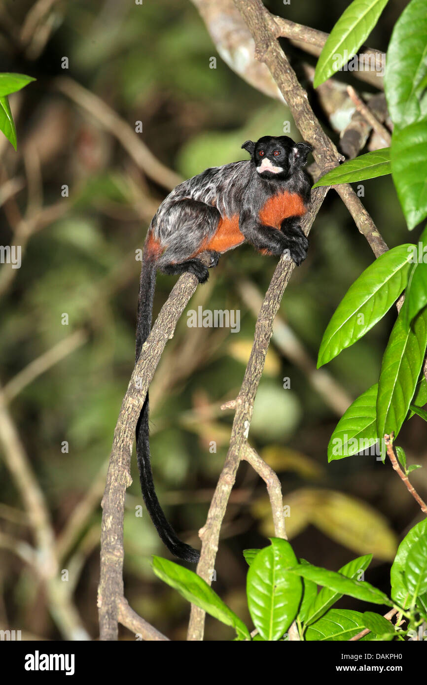 Red-chested mustached Tamarin (Saguinus labiatus), on a branch, Brazil ...