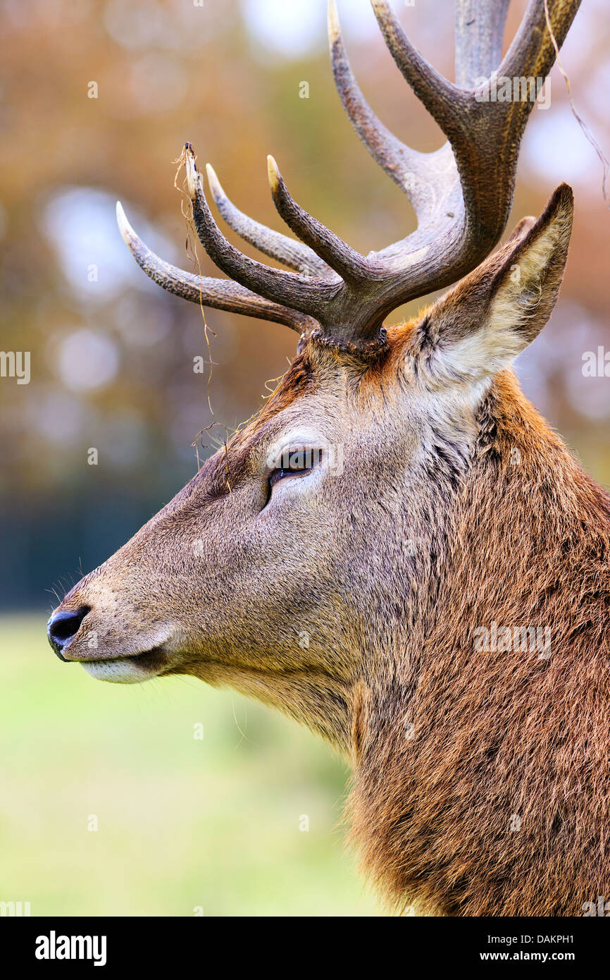 Portrait of deer stag in forest landscape Stock Photo - Alamy