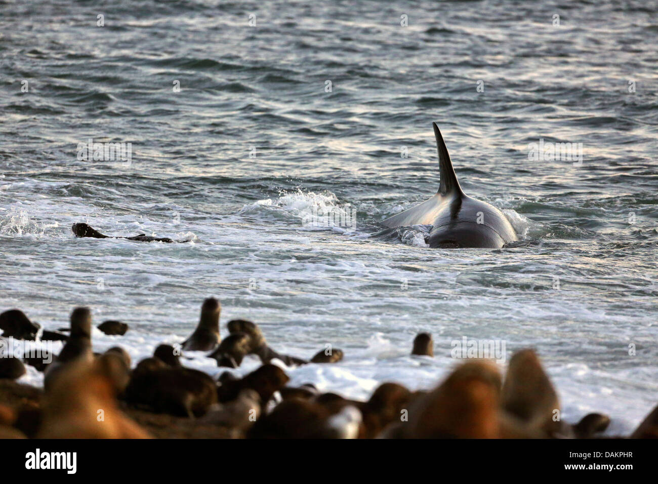 orca, great killer whale, grampus (Orcinus orca), patrolling along ...