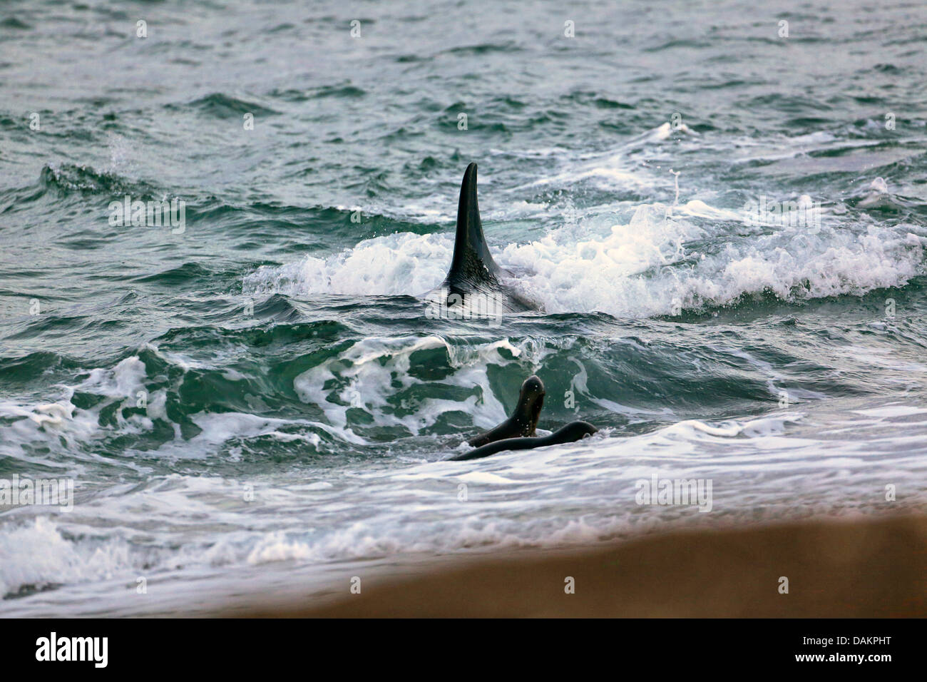 orca, great killer whale, grampus (Orcinus orca), patrolling along the ...