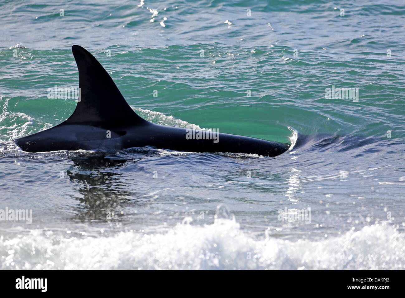 orca, great killer whale, grampus (Orcinus orca), patrolling along the ...
