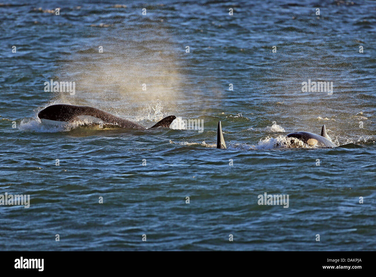 orca, great killer whale, grampus (Orcinus orca), patrolling along the ...