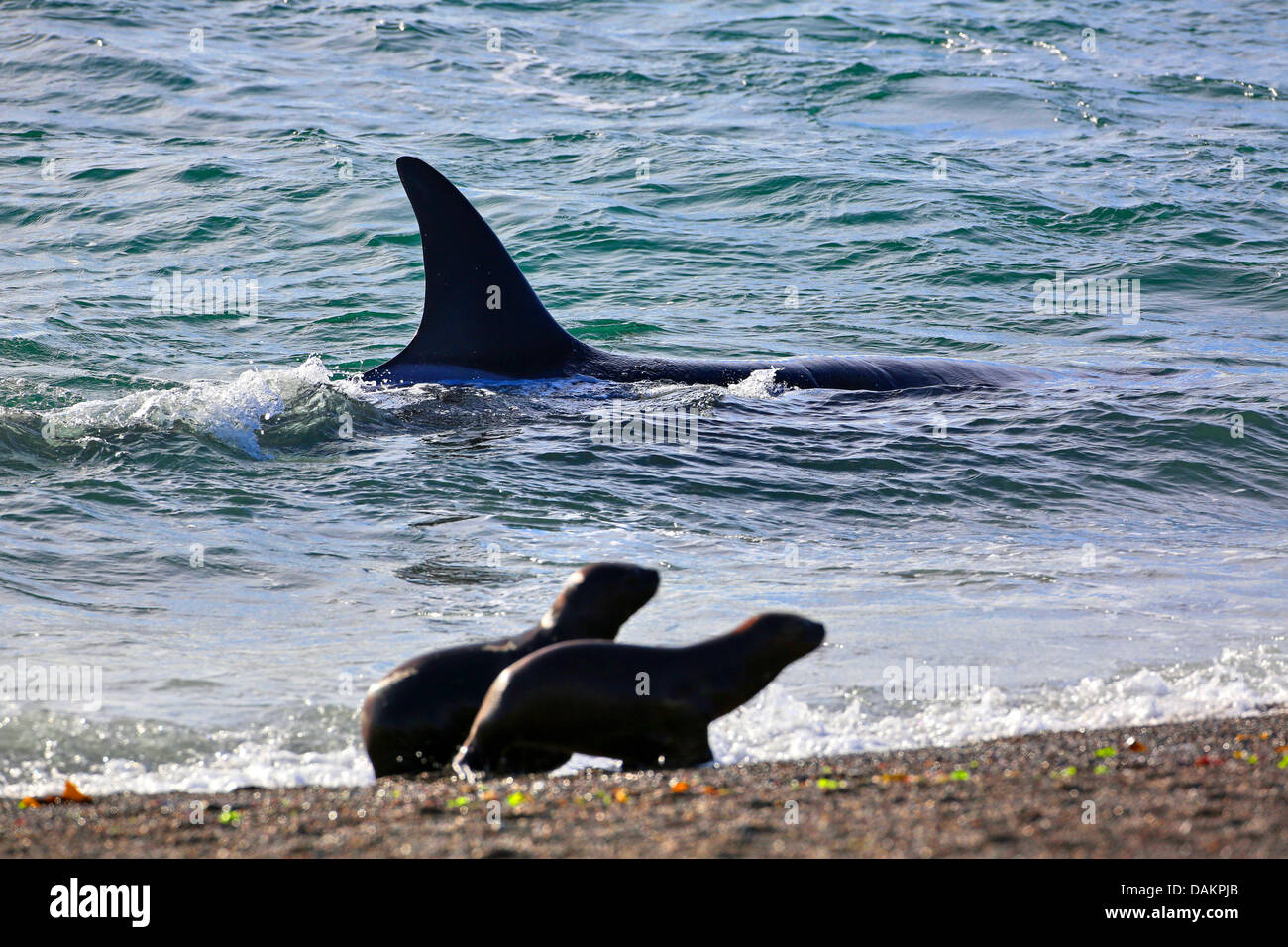 orca, great killer whale, grampus (Orcinus orca), patrolling along the ...