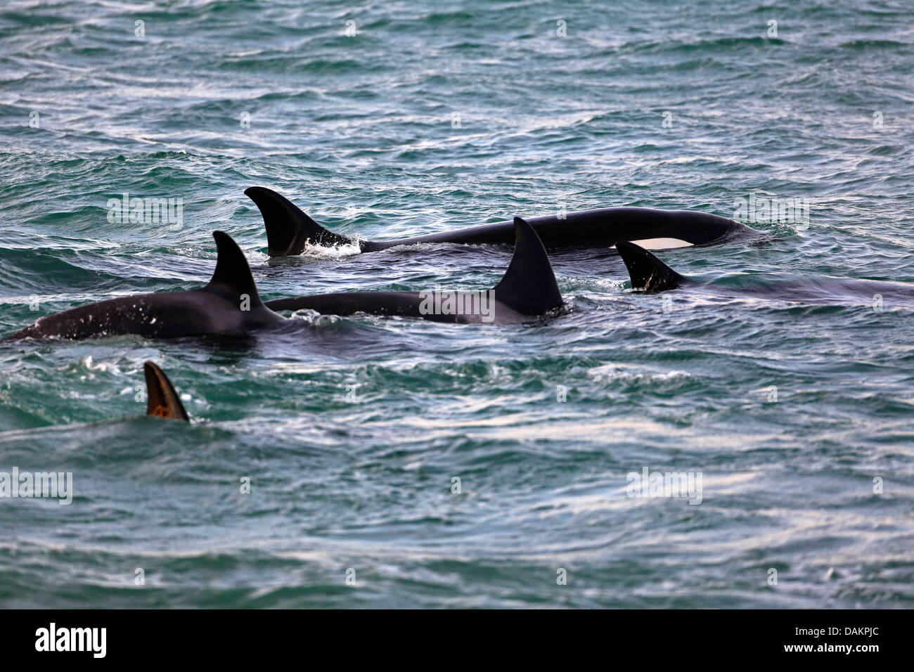 orca, great killer whale, grampus (Orcinus orca), patrolling along the ...