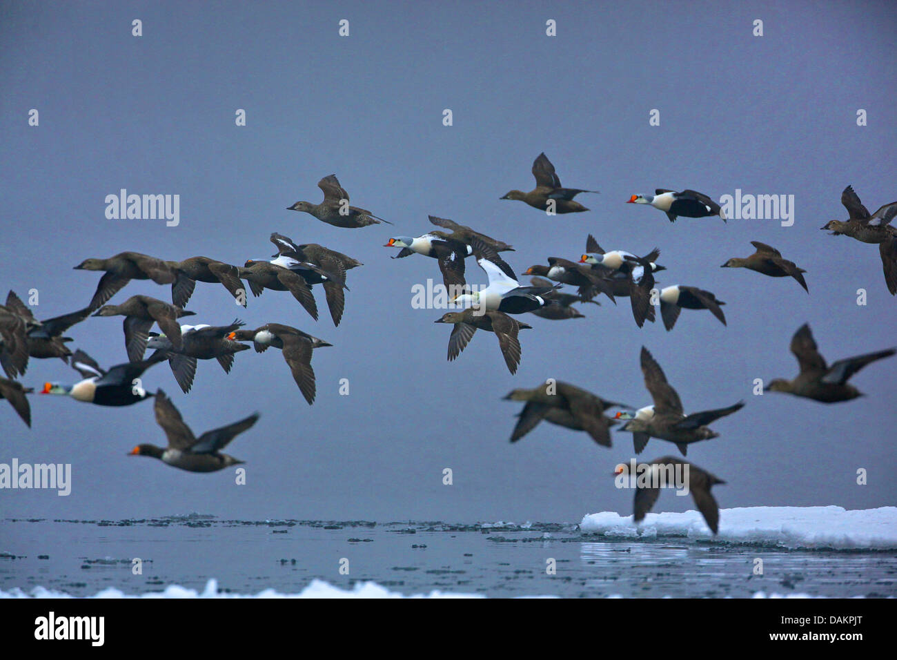 king eider (Somateria spectabilis), flock in flight, Canada, Nunavut ...