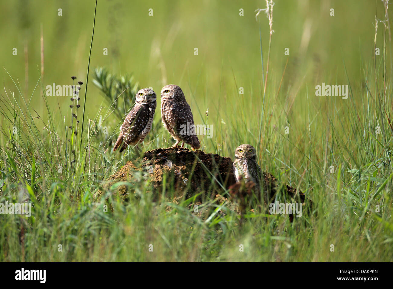 Burrowing Owl (Speotyto cunicularia, Athene cunicularia), three ...