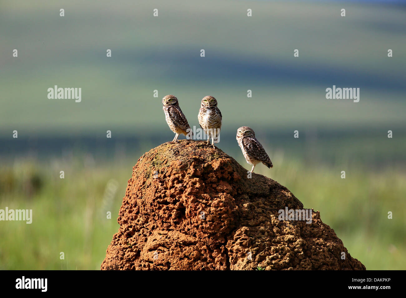 Burrowing Owl (Speotyto cunicularia, Athene cunicularia), three ...