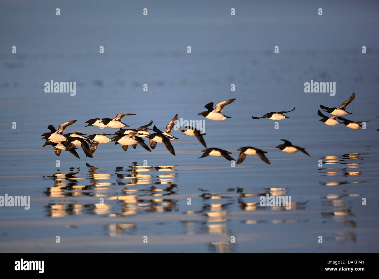 Bruennich's guillemot (Uria lomvia), flock in flight, Canada, Nunavut ...