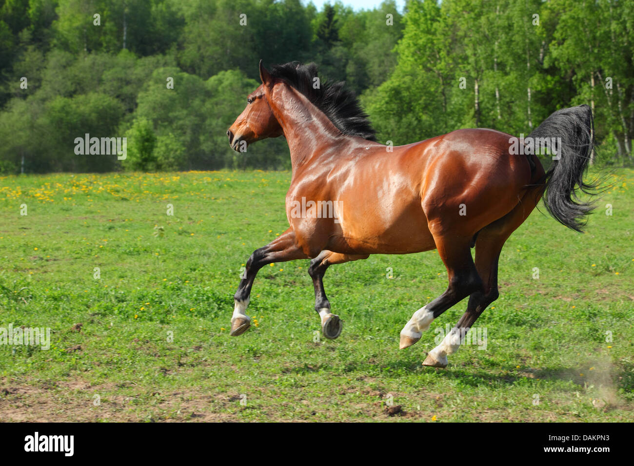Holstein Horse