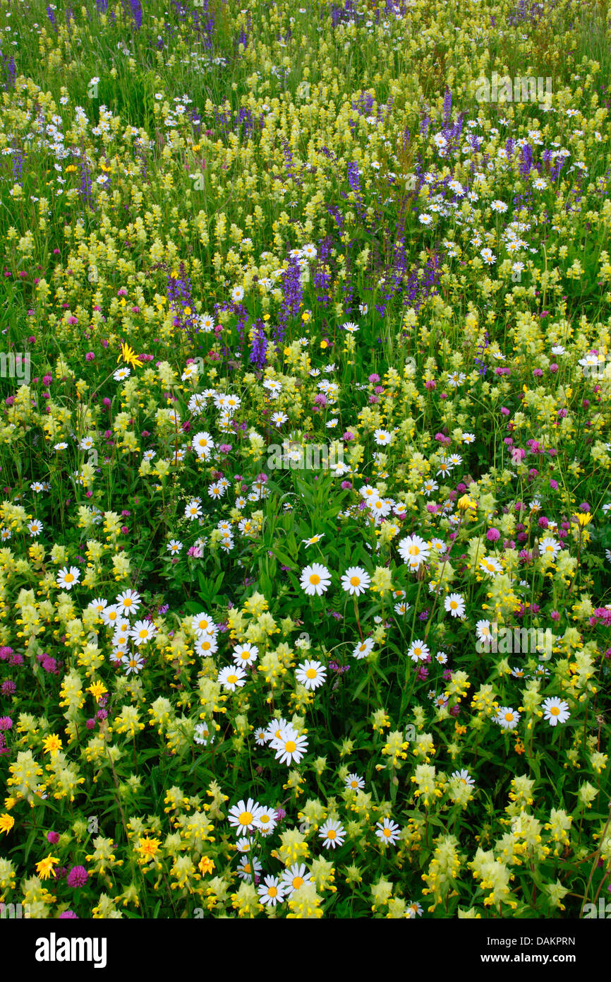 greater yellow-rattle (Rhinanthus angustifolius), colourful flower ...