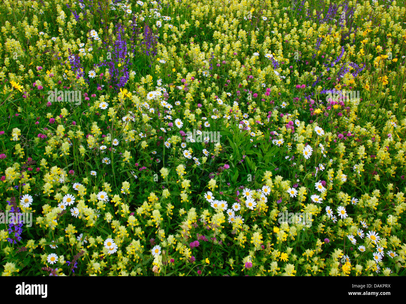 greater yellow-rattle (Rhinanthus angustifolius), colourful flower ...