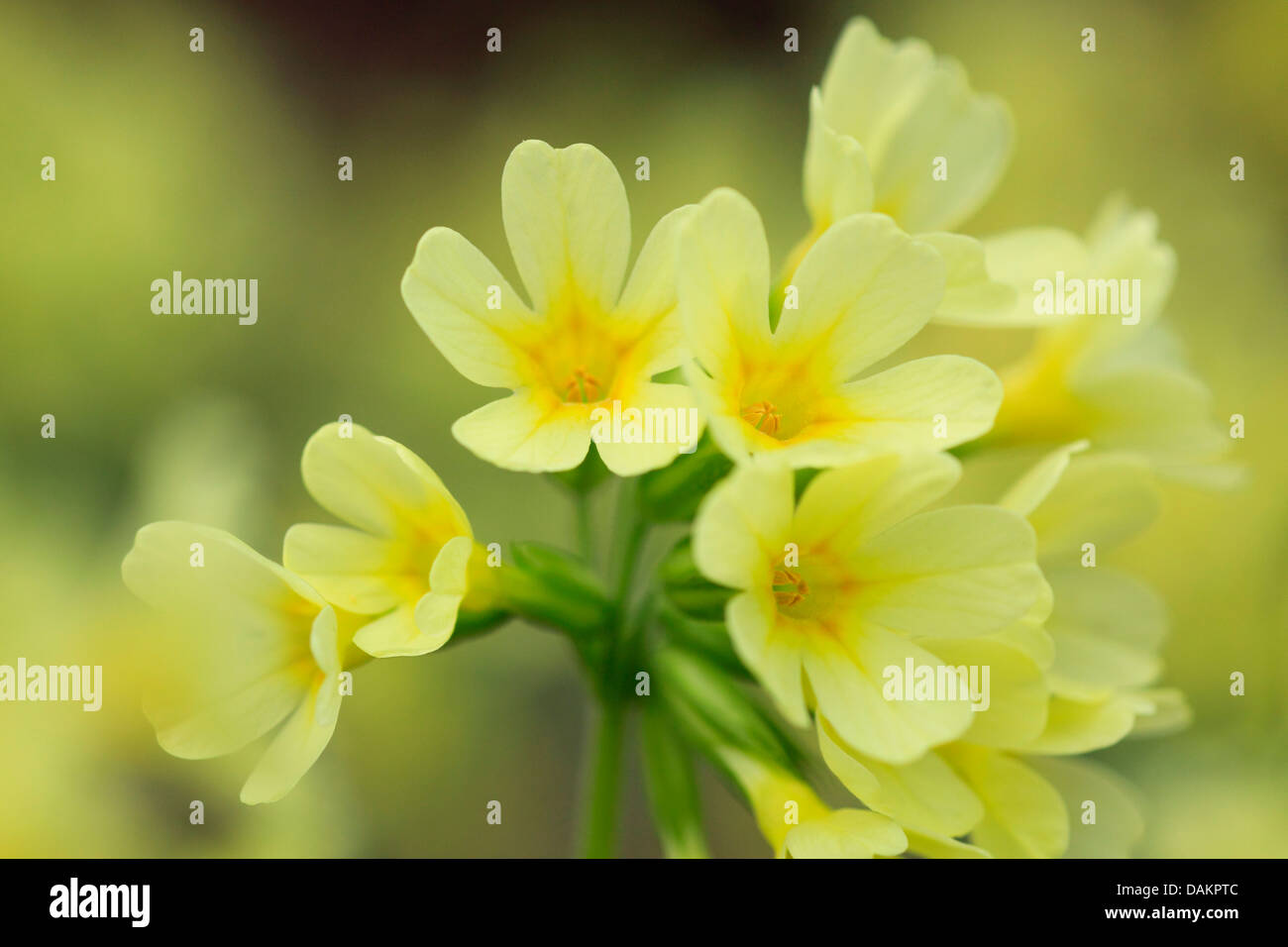cowslip primrose (Primula veris), inflorescence, Switzerland Stock ...