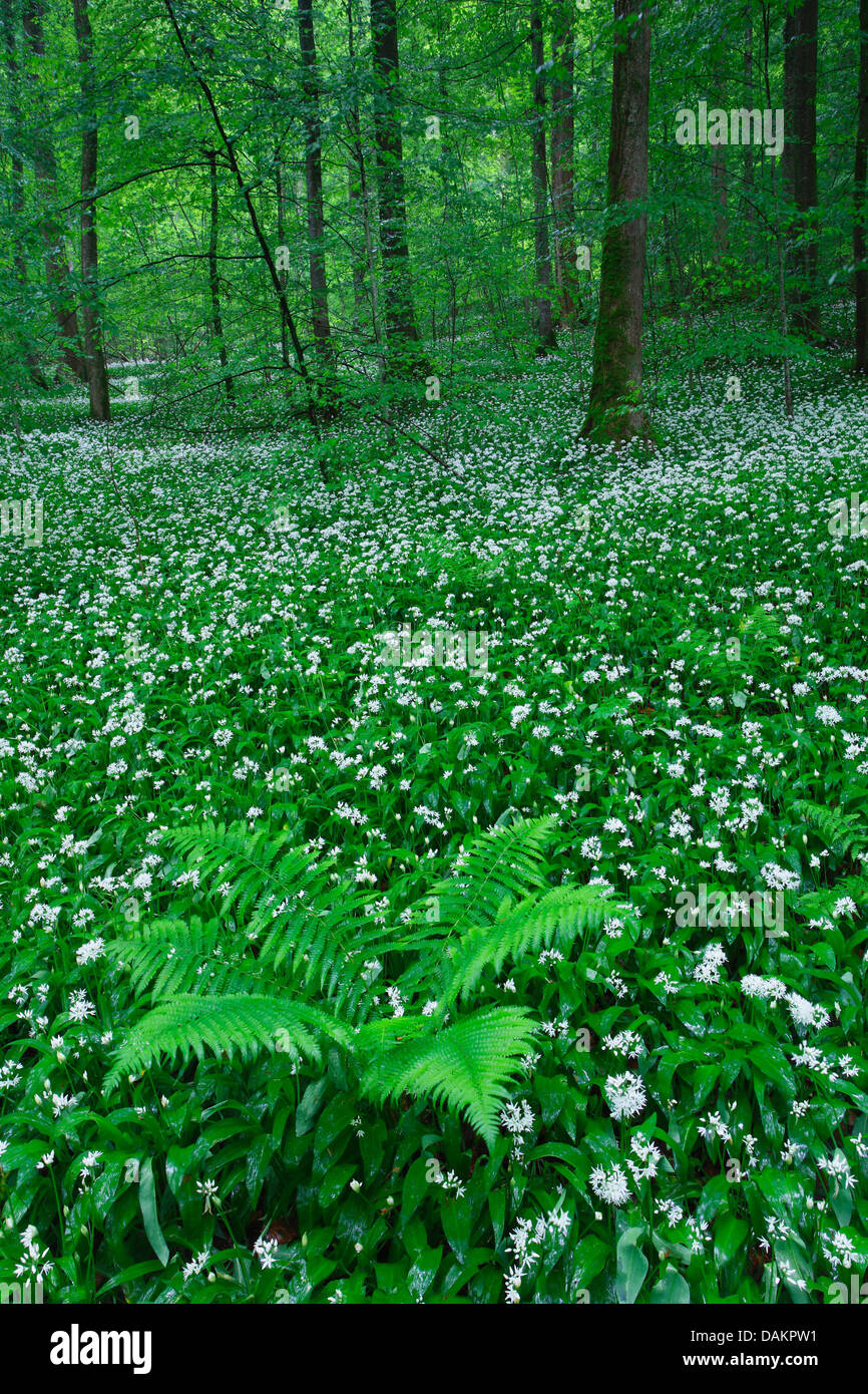 ramsons, buckrams, wild garlic, broad-leaved garlic, wood garlic, bear ...