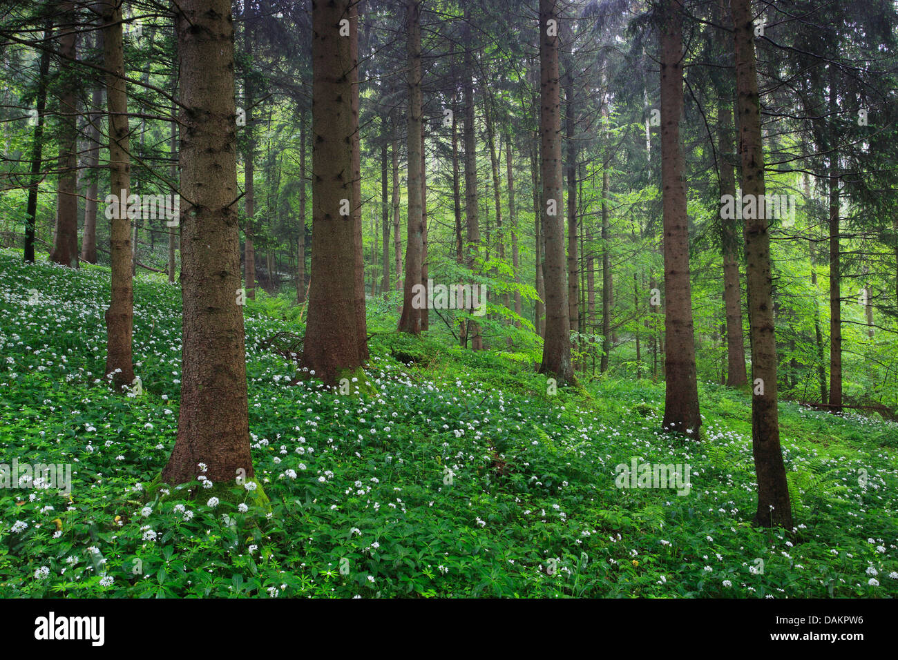 ramsons, buckrams, wild garlic, broad-leaved garlic, wood garlic, bear ...