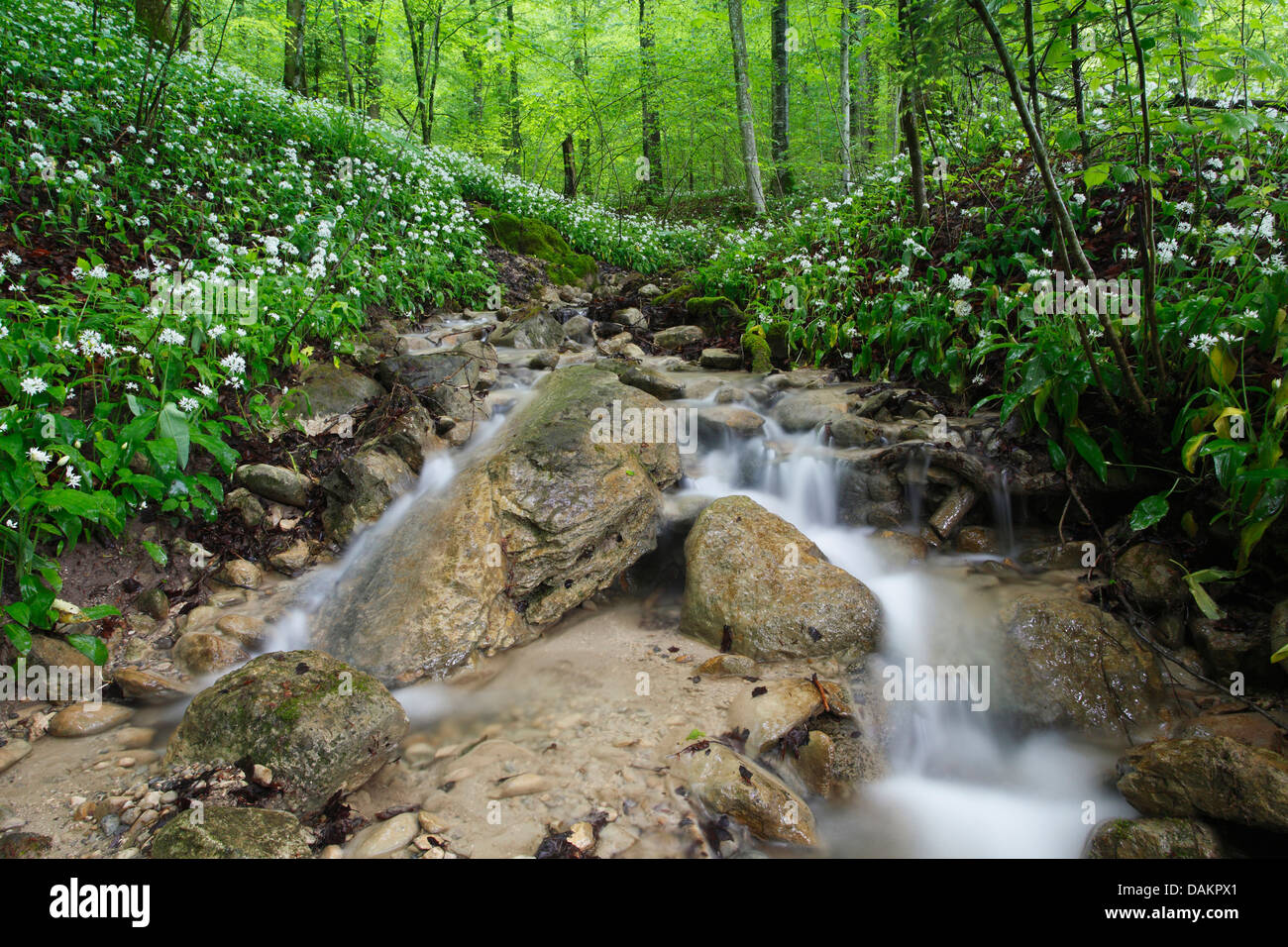 ramsons, buckrams, wild garlic, broad-leaved garlic, wood garlic, bear ...
