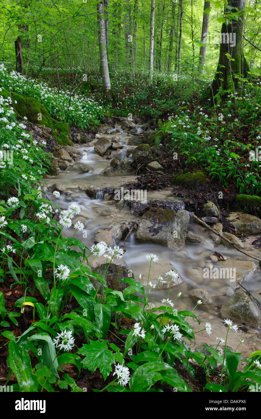 ramsons, buckrams, wild garlic, broad-leaved garlic, wood garlic, bear ...