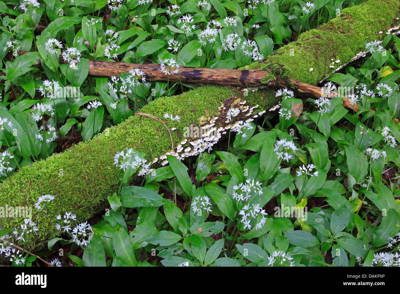 ramsons, buckrams, wild garlic, broad-leaved garlic, wood garlic, bear ...