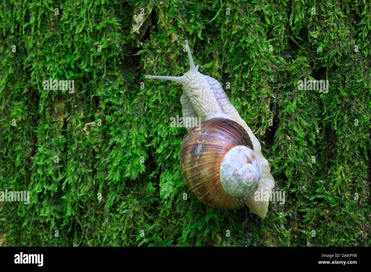 Roman snail, escargot, escargot snail, edible snail, apple snail ...