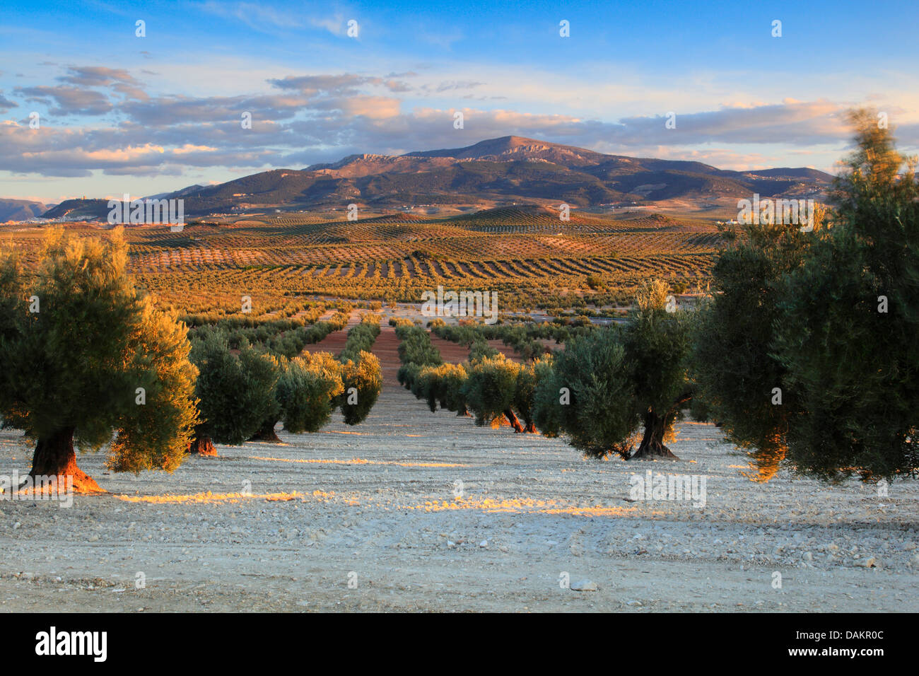 Olive tree olea europaea ssp sativa hi-res stock photography and images ...