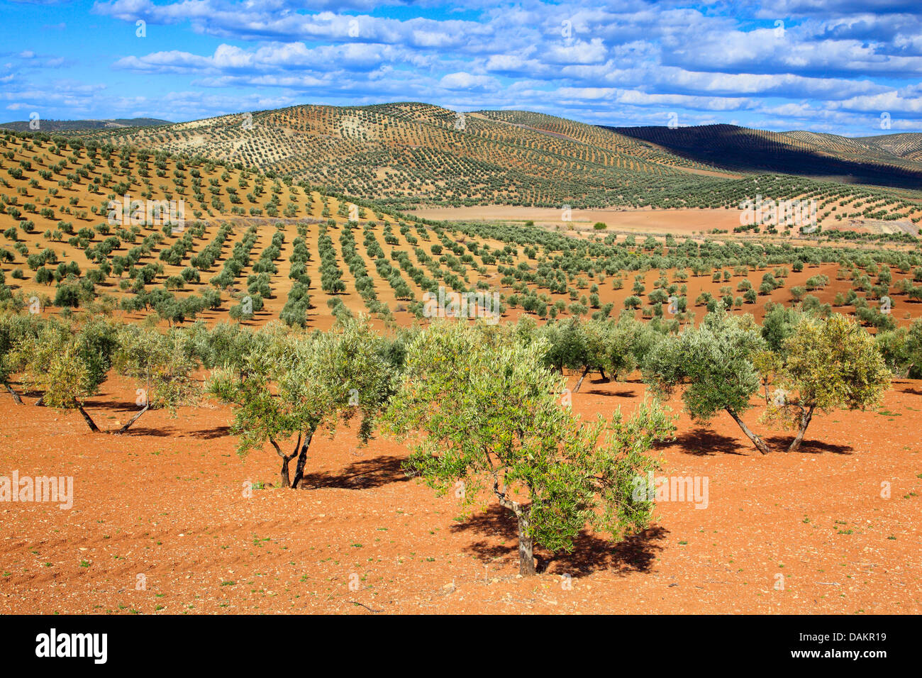 Olive tree olea europaea ssp sativa hi-res stock photography and images ...