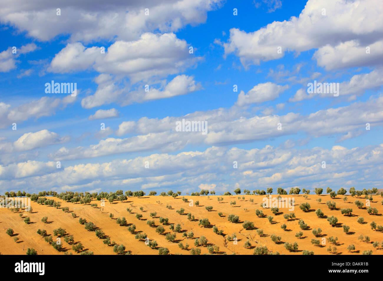 Olive tree olea europaea ssp sativa hi-res stock photography and images ...