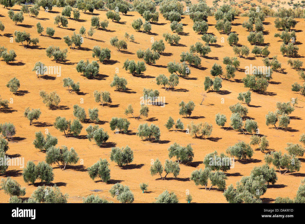 Olive tree olea europaea ssp sativa hi-res stock photography and images ...