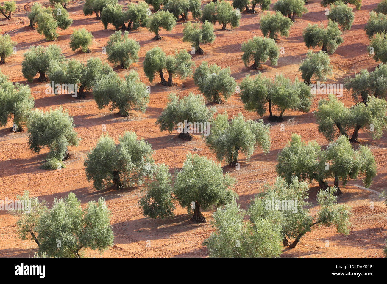 olive tree (Olea europaea ssp. sativa), olive grove near Ja n, Spain ...