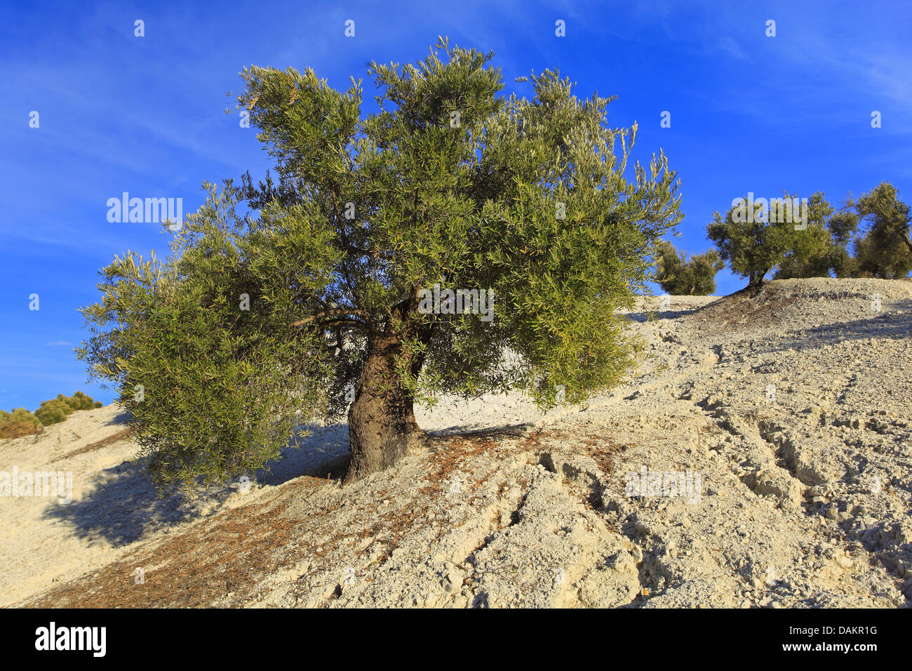 olive tree (Olea europaea ssp. sativa), olive tree in natur park Sierra ...