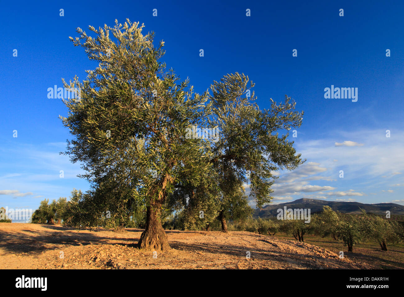 Olive tree olea europaea ssp sativa hi-res stock photography and images ...