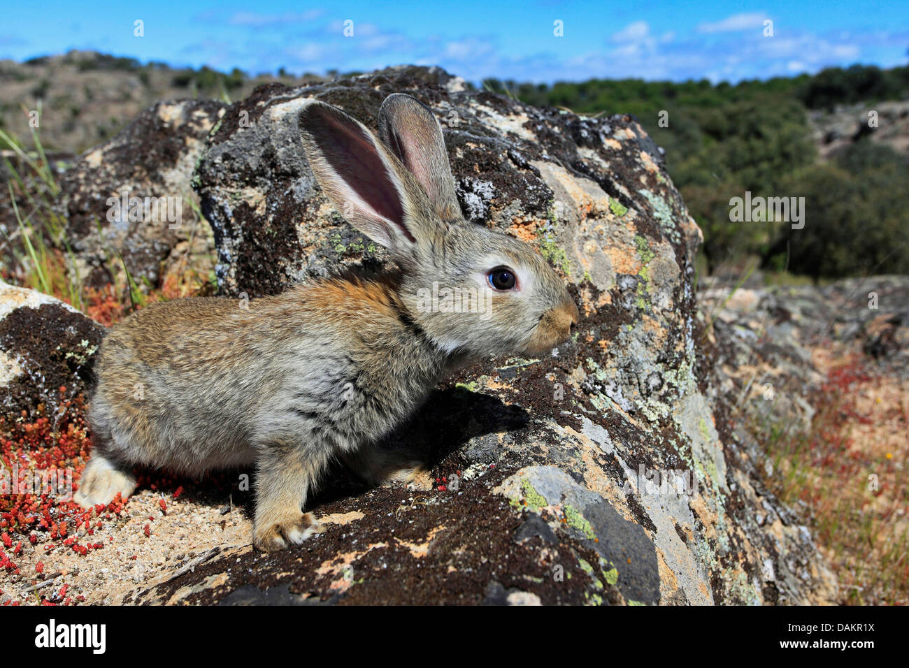 European rabbit (Oryctolagus cuniculus), sitting on a rock, Spain, Jaen ...