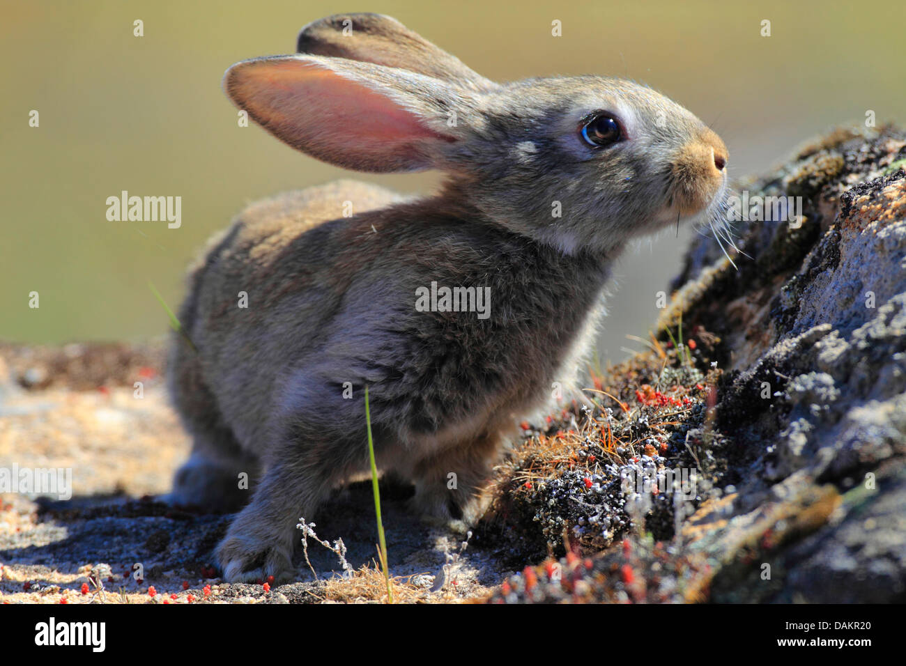 European rabbit (Oryctolagus cuniculus), close-up view, Spain, Jaen ...