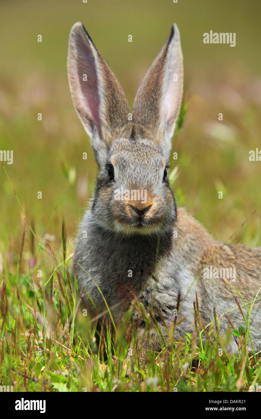 European rabbit (Oryctolagus cuniculus), on a meadow, Spain, Jaen ...