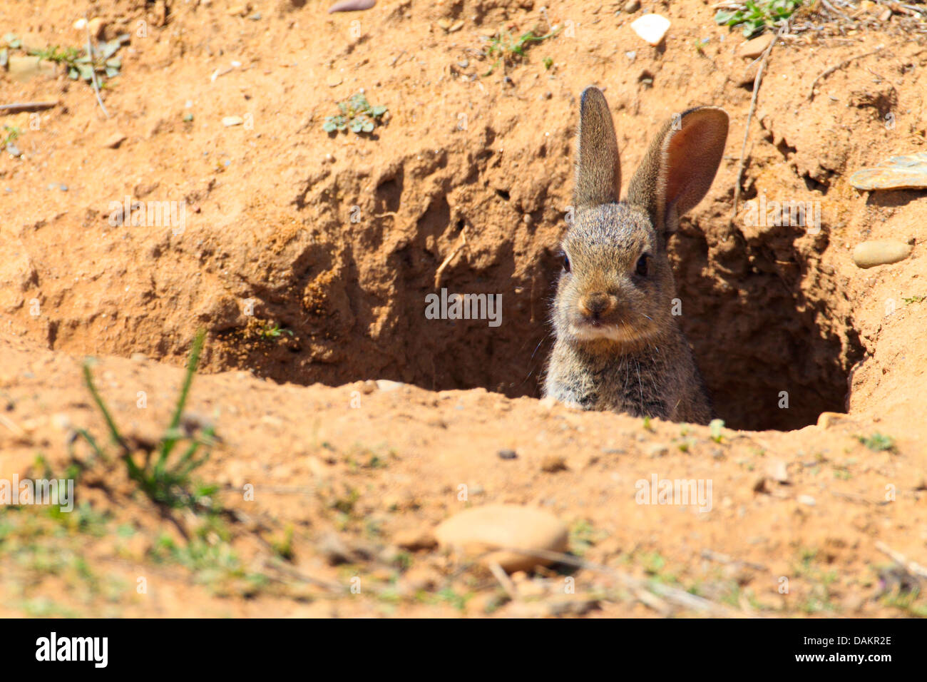 Rabbit burrow hi-res stock photography and images - Alamy