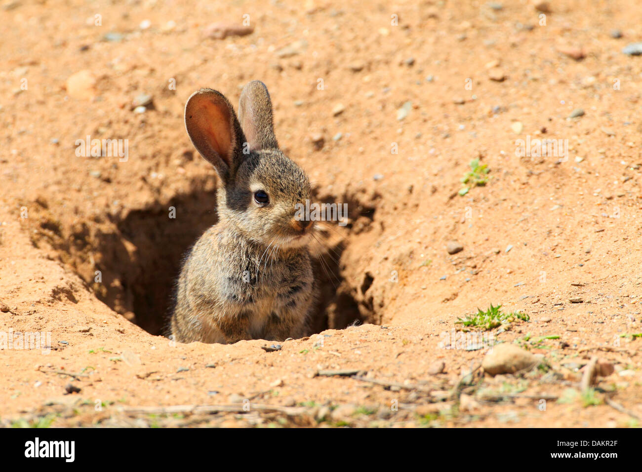 Rabbit burrow hi-res stock photography and images - Alamy