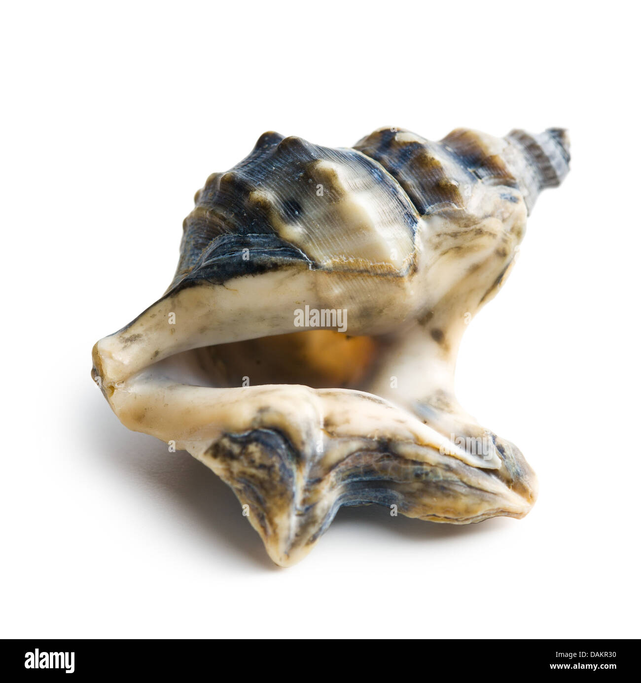 Shell Cut Out Stock Images & Pictures - Alamy
