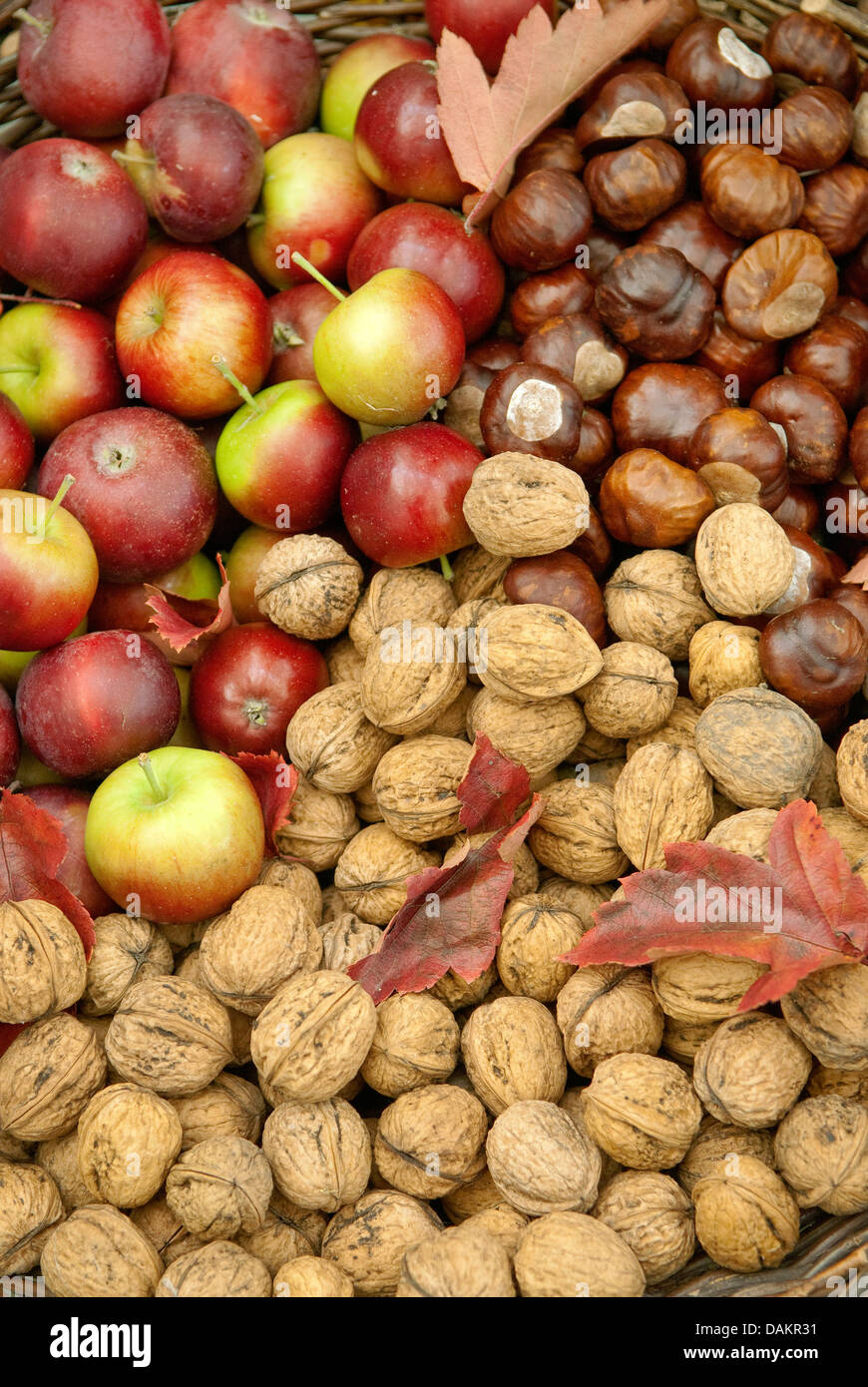 walnut (Juglans regia), autumn basket with apples, walnuts and ...