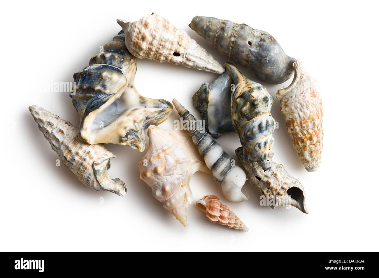 various sea shells on white background Stock Photo - Alamy