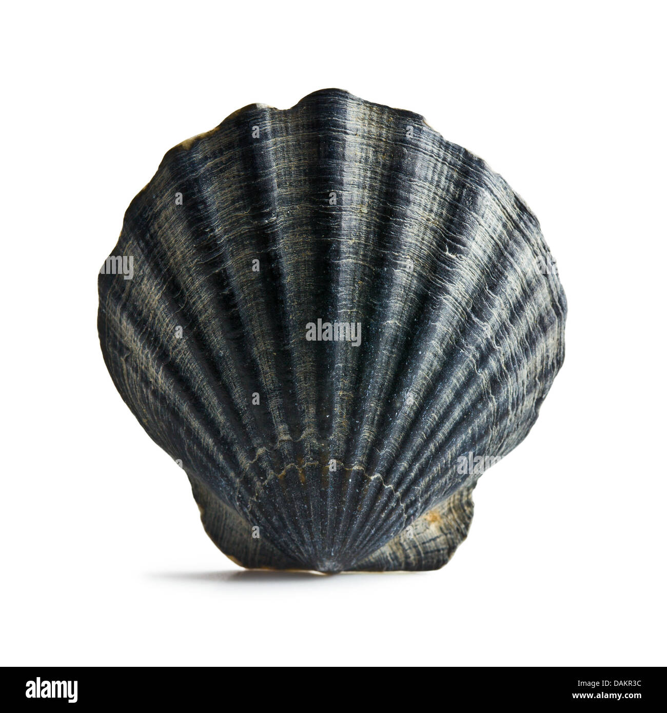Scallop shell black isolated Cut Out Stock Images & Pictures - Alamy