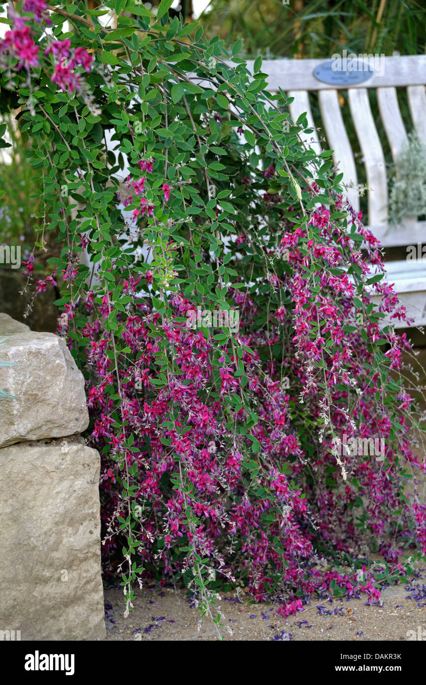 Lespedeza thunbergii hi-res stock photography and images - Alamy